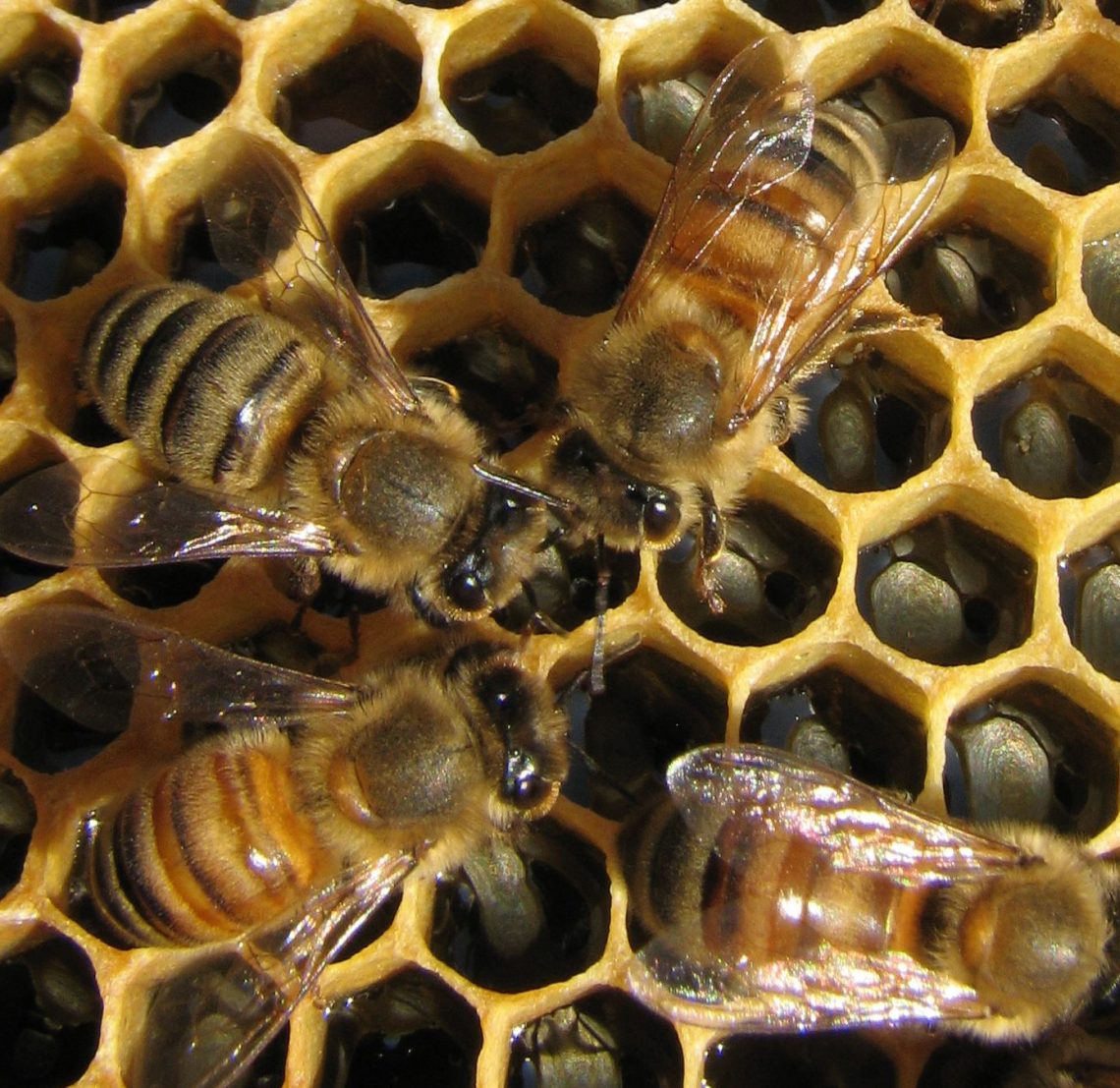 Lancaster County Beekeepers Society